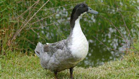 Blue Swedish Duck Everything You Need To Know