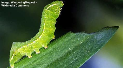 50 Green Caterpillars With Pictures Identification Guide