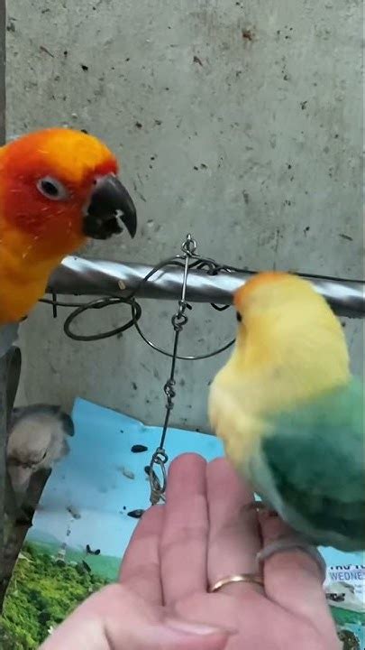 Sun Conure Vs Lovebird Fischeri Youtube