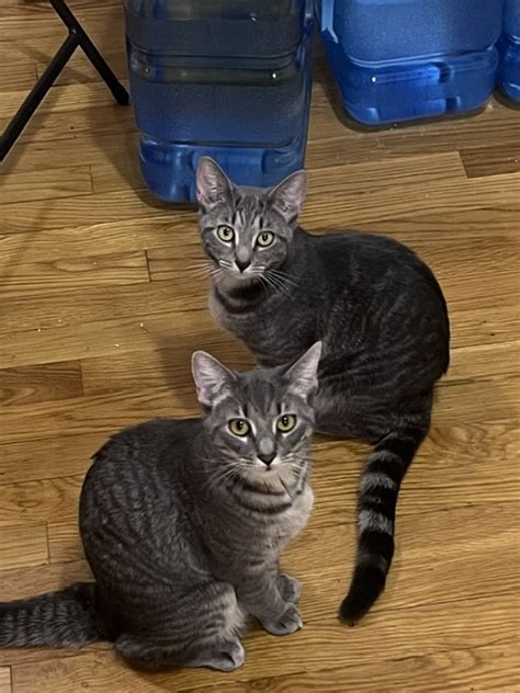 Bubbles And Bluey Courtesy Post Kitty Connection