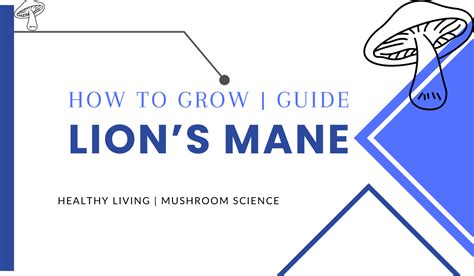 How Long To Grow Lions Mane How To Grow Lions Mane Fungi Hericum