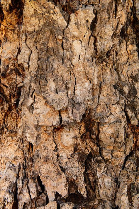 大特写 树皮 橡树 自然 垂直画幅 褐色 式样 风化的 木制 无人