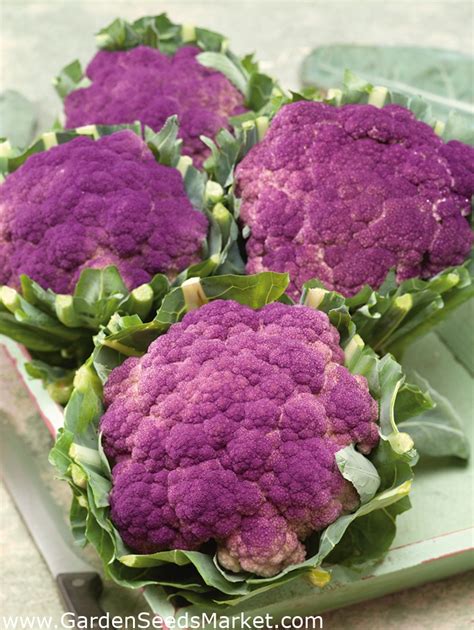 Cauliflower Di Sicilia Violetto Seeds Brassica Oleracea Convar