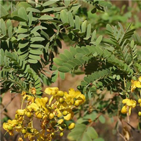 Cassia Obovata at ₹ 85/kg | Fresh Herb in Madurai | ID: 22238791297
