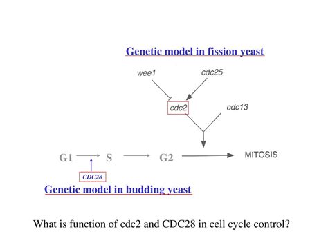 Cell Cycle And Checkpoint Control Ppt Download