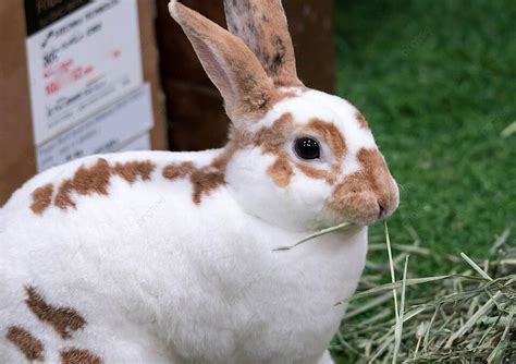 Cute White Rabbit With Brown Spots Frolicking On Green Summer Grass