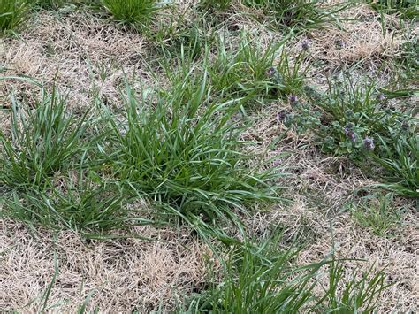 Is This Crabgrass Infestation Rgardening