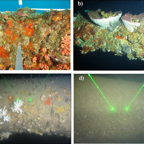 Select Images Highlighting Benthic Communities From Distinct Community