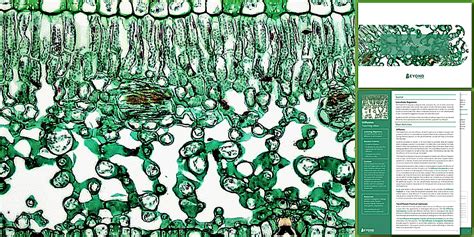 Ks3 Cells And Organisation Diffusion Beyond Science