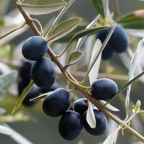 Chemlali Olive Trees For Sale At Ty Ty Nursery