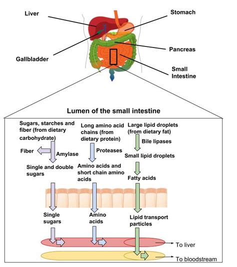 3 3 The Digestive System Medicine Libretexts