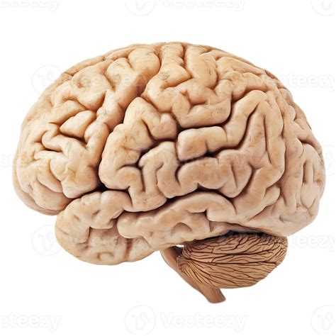 Detailed Anatomical Model Of The Human Brain 58271027 Png