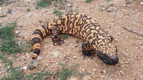 Meet The Arizona Gila Monster The Most Venomous Lizard In The Us