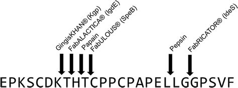 8 Sites Of Cleavage In The Hinge Region Of Igg1 For Enzymes Typically
