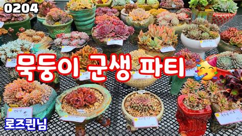 24년02월04일 로즈퀸님 묵둥이 군생들 파티 🥳 저렴한 가격으로 만나요 먼로철화 핑크마녀 까멜리아 아리엘철화 흑사금