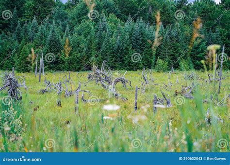 Golden Wild Grass And Dead Trees Stock Image Image Of Path Root