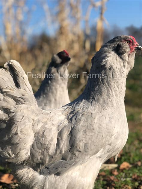Lavender Olive Egger Chicks For Sale Feather Lover Farms