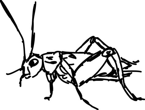 Bug Sketch Illustration Vector On White Background 13611155 Vector