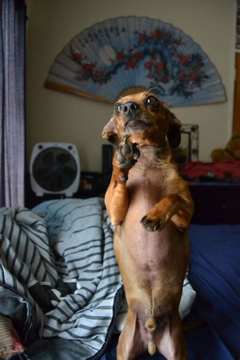 I Solemnly Swear That I Did Not Take The Treats Jack Chiweenie