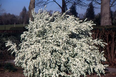 Spiraea Thunbergii Landscape Plants Oregon State University
