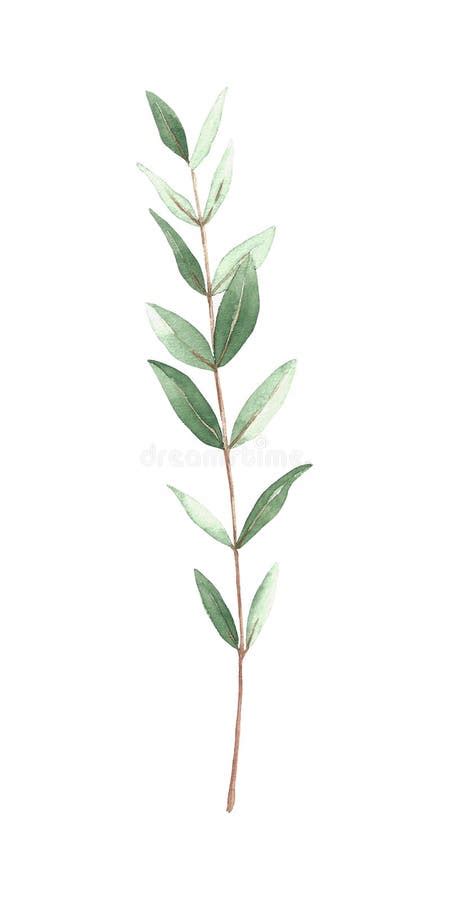 Watercolor Eucalyptus Sprigs Stock Illustrations 130 Watercolor