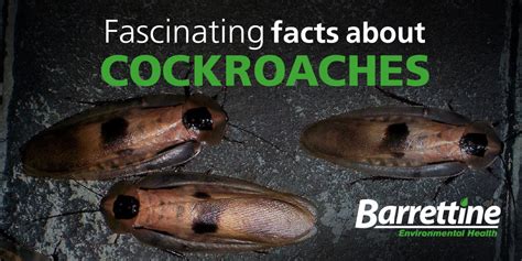 Fascinating Facts About Cockroaches Barrettine Environmental Health
