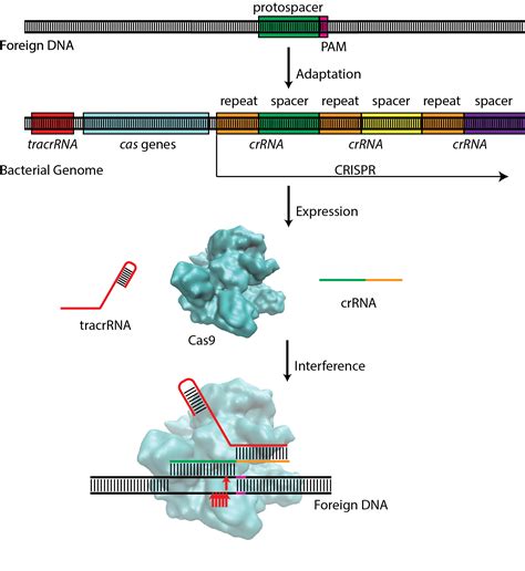 The Biology Of Native And Adapted Crispr Cas Systems — Journal Of Young Investigators