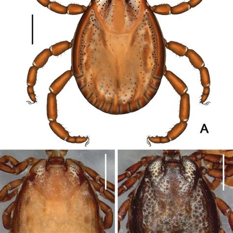 Map Showing The Geographical Distribution Of Dermacentor Tamokensis N