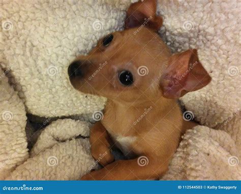 Are Chiweenies Good Dogs