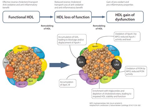 Loss Of HDL Function May Impact Cardiometabolic Health Metagenics Institute
