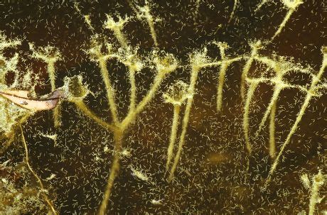 Binary Fission Stock Pictures Editorial Images And Stock Photos Shutterstock