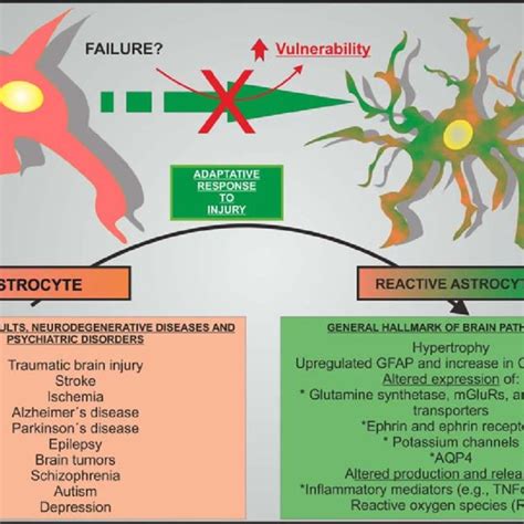 Pdf Calcium Signalling Toolkits In Astrocytes And Spatio Temporal