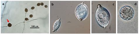 Phytophthora Cactorum To Be Redescribed 2022 Idphy