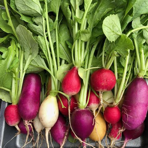 Radieschen Bunte Mischung Radies Rettich Radish Ostereier Mix