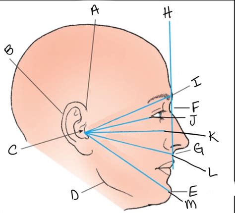 Skull Topography And Sinuses Flashcards Quizlet