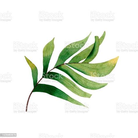 수채화 된 손은 흰색 배경에 고립 된 열대 잎을 그렸습니다 0명에 대한 스톡 벡터 아트 및 기타 이미지 0명 거친 다중