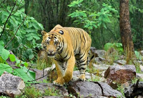 Meet 27 Incredible Animals That Live In The Jungle Meredith Plays