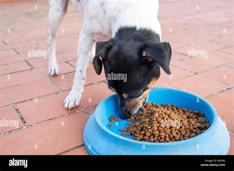 Dog Eating From Plate At Tayla Currey Blog