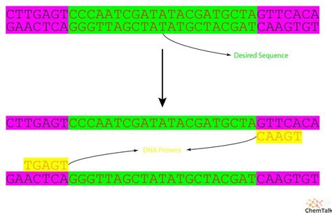 Pcr Polymerase Chain Reaction Chemtalk