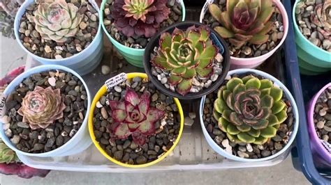 오늘도 아침 일찍 수영장 끝쪽 번식으로 자라고 있는 다육들 보여드려요 1162025 아침 8시 Youtube