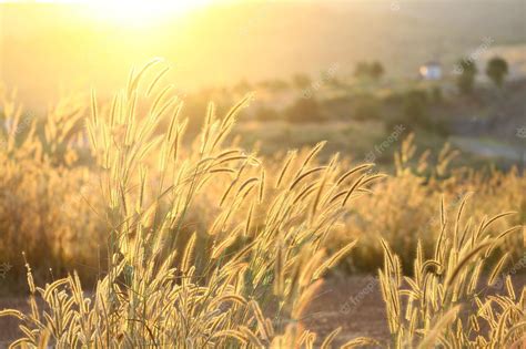 Premium Photo Grass Fields At Sunset