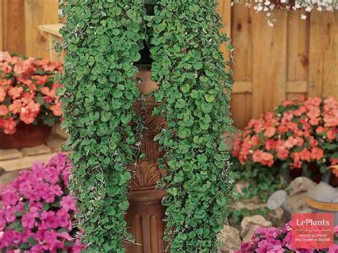 Дихондра серебристая (Dichondra argentea) — описание, выращивание, фото ...