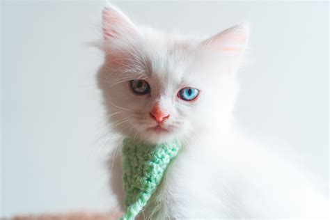Central Heterochromia Cat
