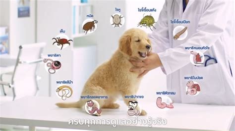 3tabletsspectra® Is A Highly Palatable Beef Flavored Chew For Dogs สำหรับ สุนัข หมา อายุ 2 เดือน