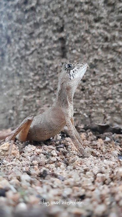 Sri Lanka Kangaroo Lizard Otocryptis Wiegmanni පිනුම් කටුස්සා Wildlife Reptiles Srilanka