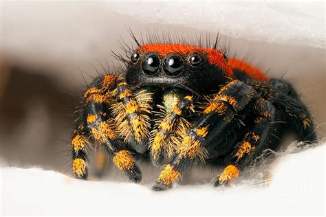 Apache Jumping Spider 4 By Scott Linstead