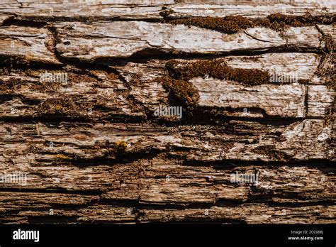Close Up Texture Of Tree Bark Pattern Of Natural Tree Bark Background