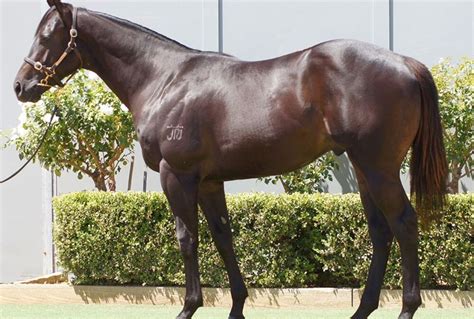 Magic Millions Yearling Sale Bowness Stud