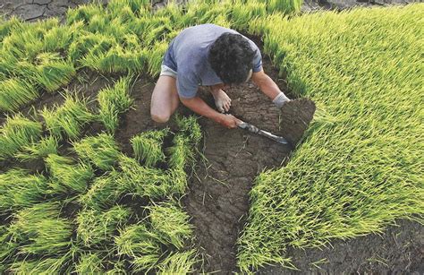 Pilot Project On Weather Index Based Crop Insurance Japan Fund For