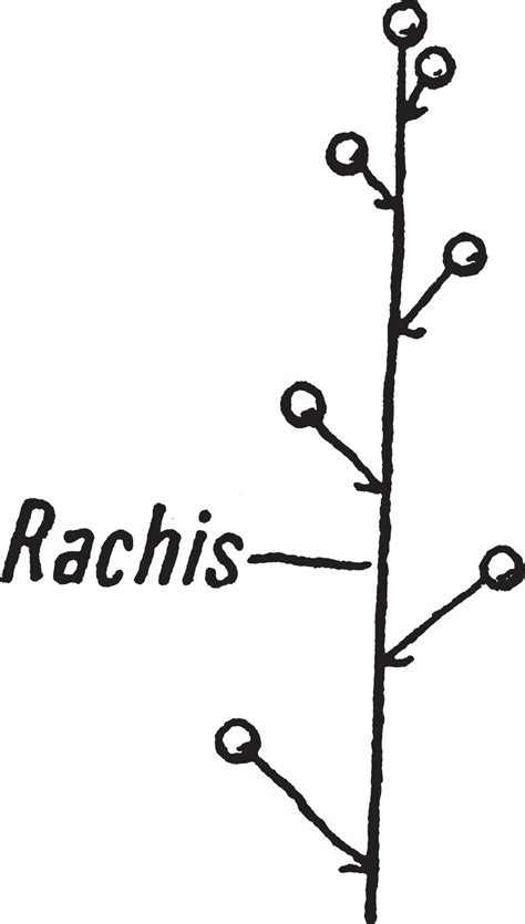 Raceme Vintage Illustration 13756333 Vector Art At Vecteezy